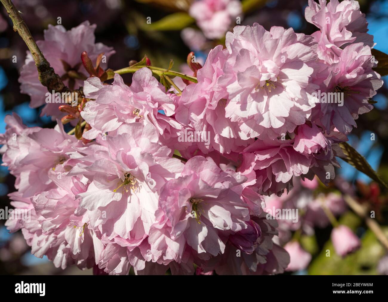 Double Cherry Blossom Flowers Pink Perfection in Full Bloom on a ...