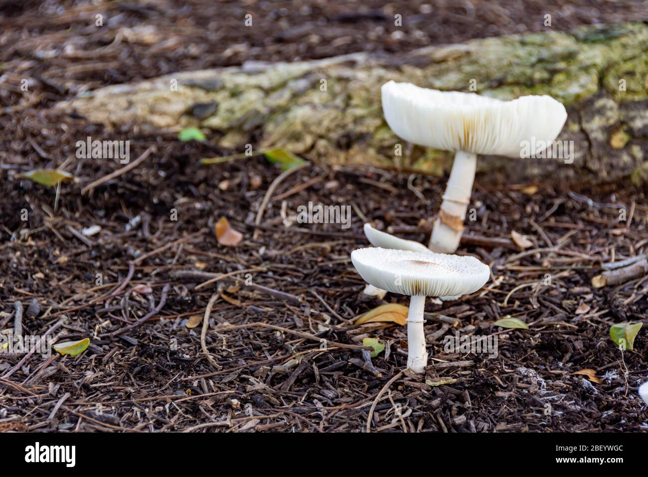 The mushrooms sprout hi-res stock photography and images - Alamy