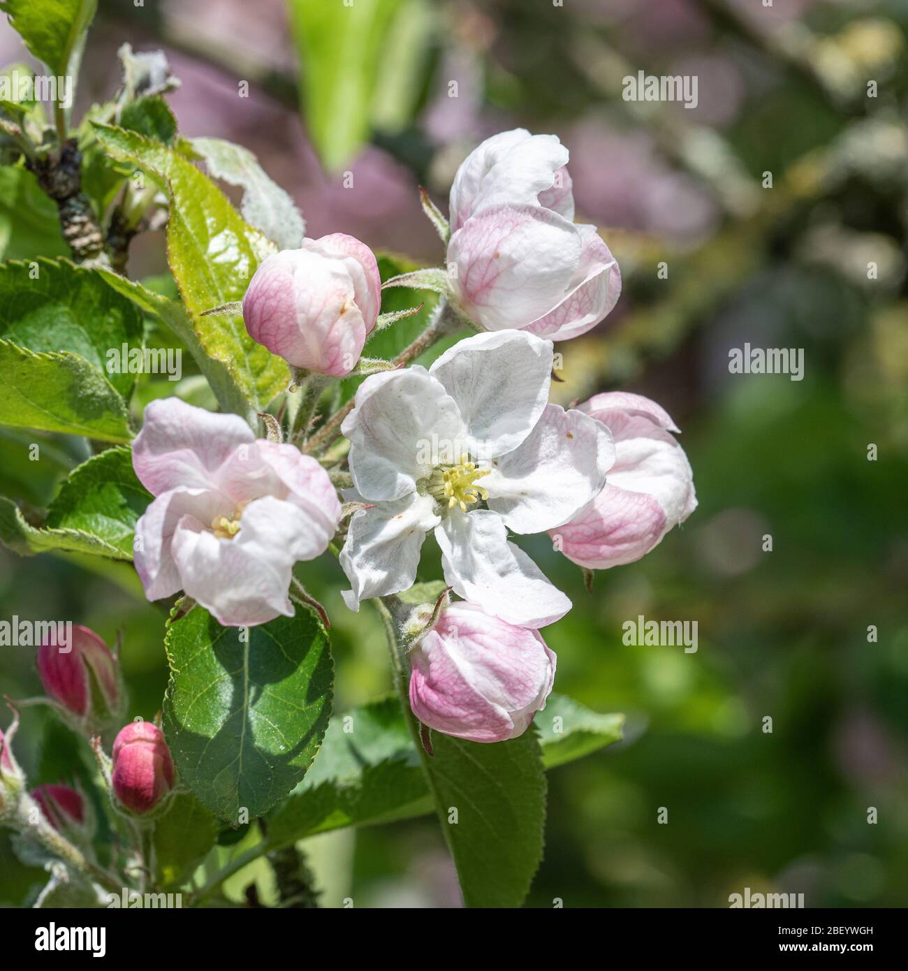 Dwarf crab apples hi-res stock photography and images - Alamy