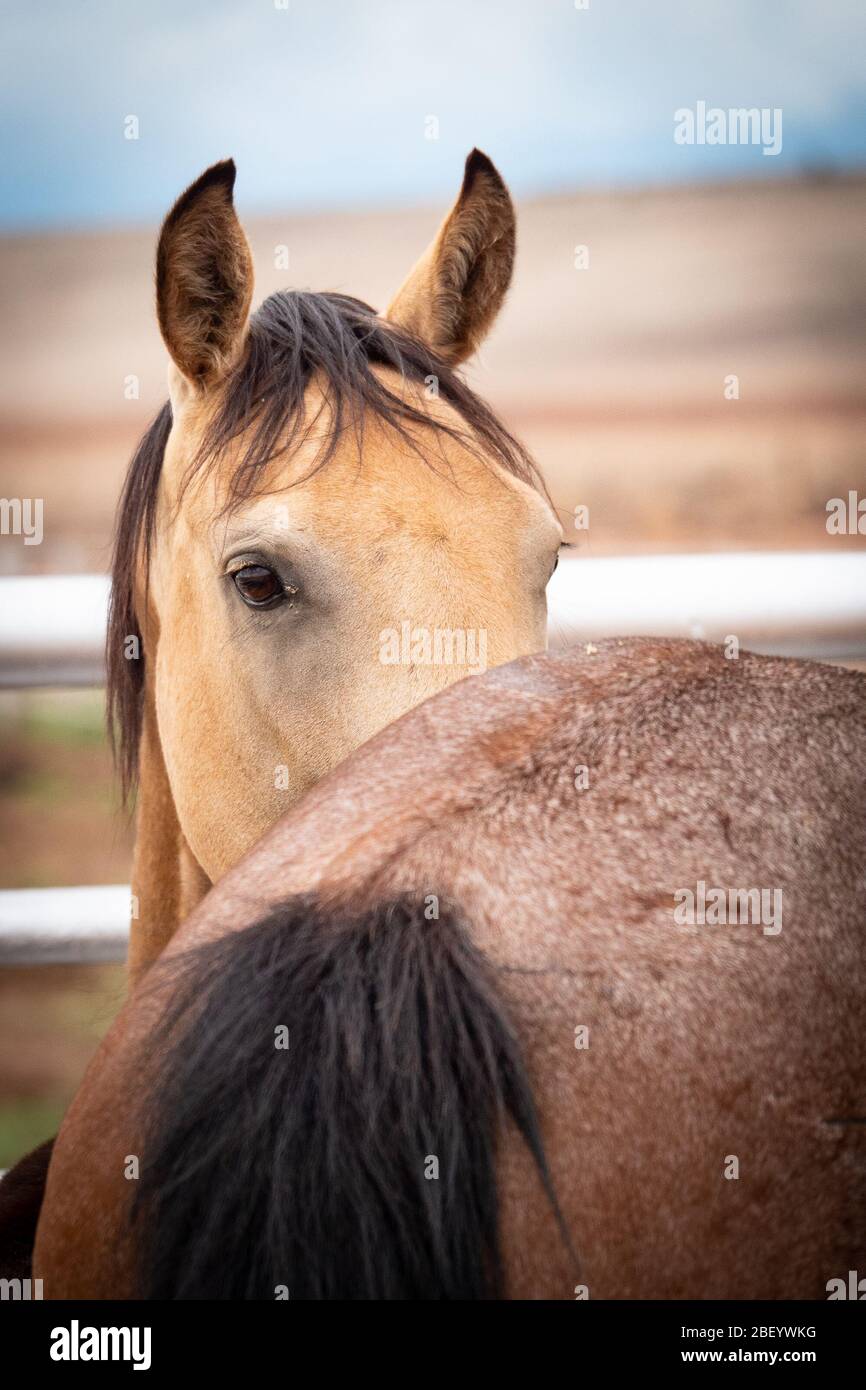 Tan horse hi-res stock photography and images - Alamy