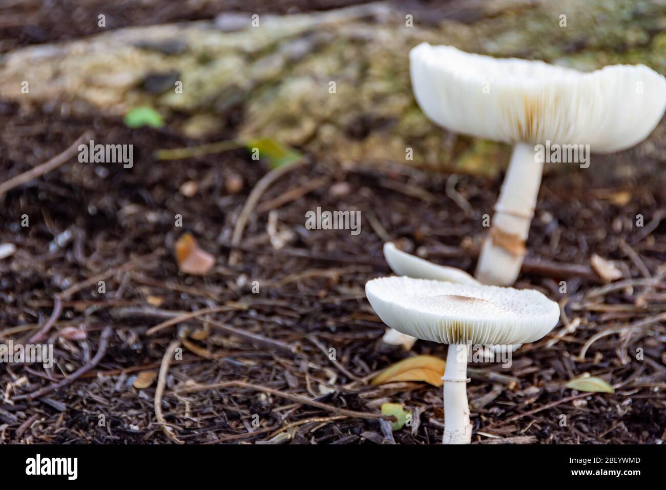 The mushrooms sprout hi-res stock photography and images - Alamy