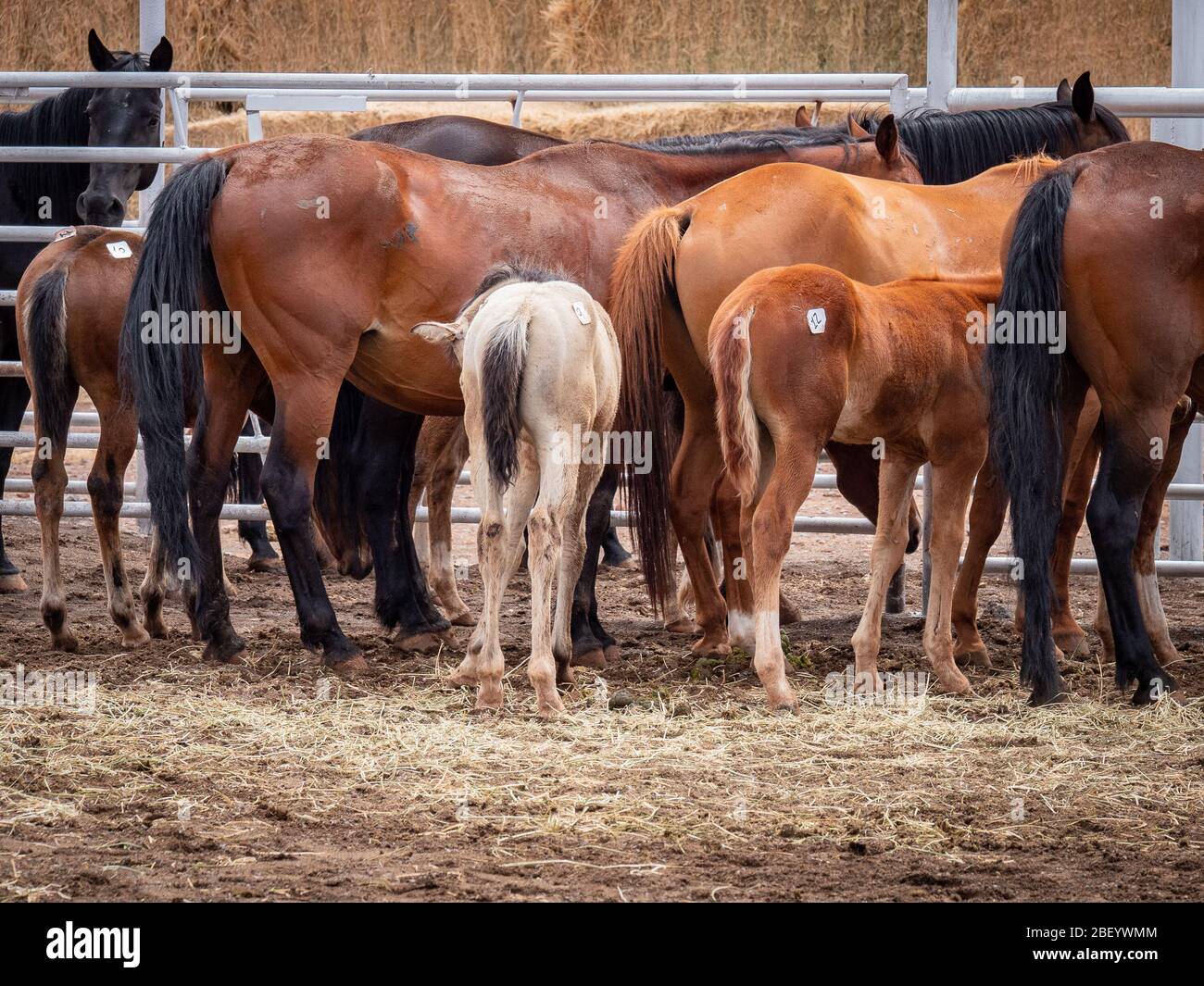 The back end of a horse hi-res stock photography and images - Alamy