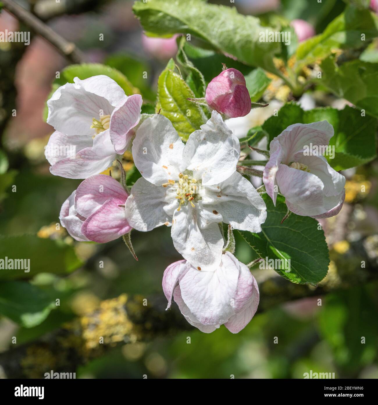 Beautiful Apple Blossom Closeup in an Apple Tree in a Garden in Alsager ...