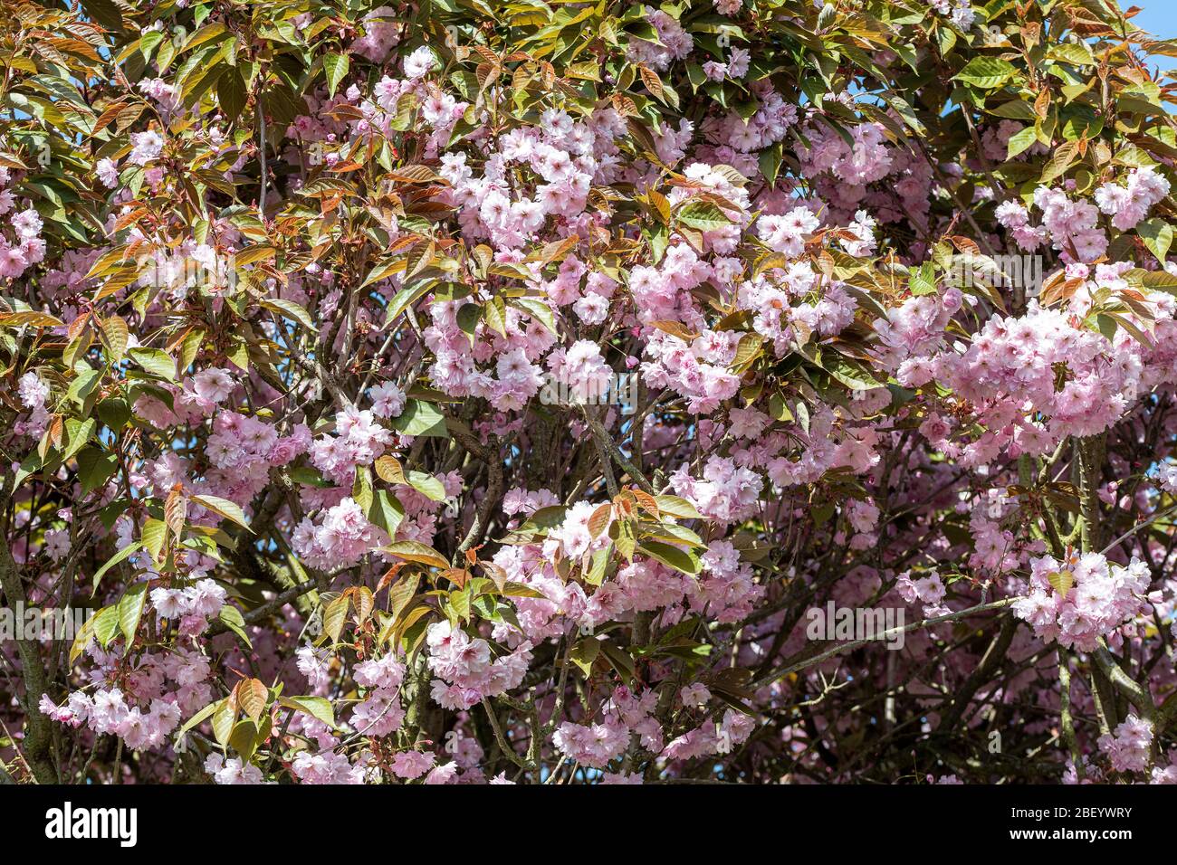 Double Cherry Blossom Flowers Pink Perfection in Full Bloom on a ...