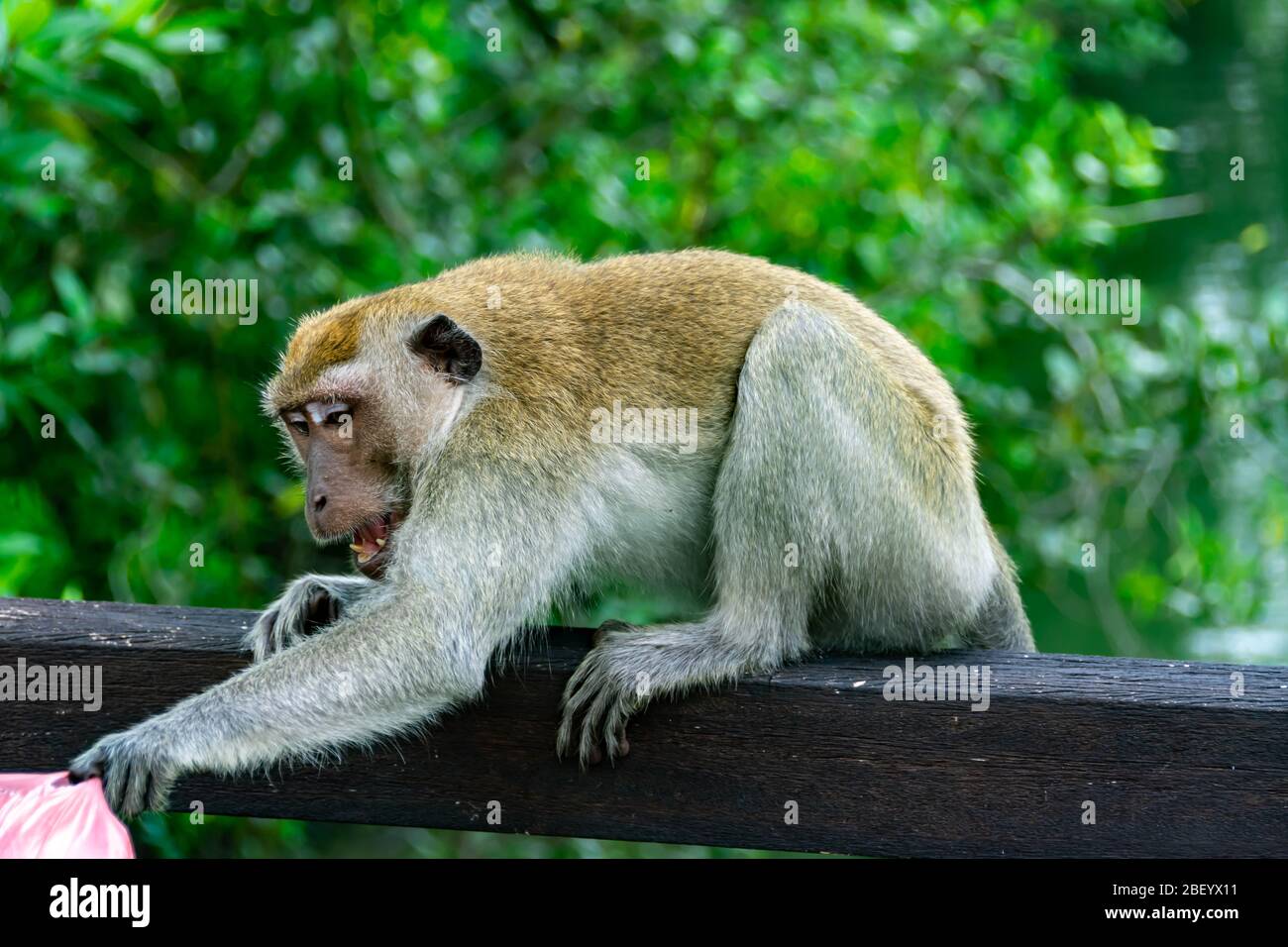 Angry lemur hi-res stock photography and images - Alamy