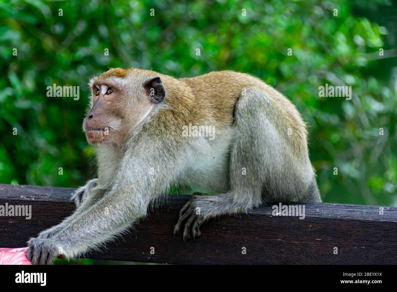 Horizontal full length close up photo of an angry Long tailed macaque ...