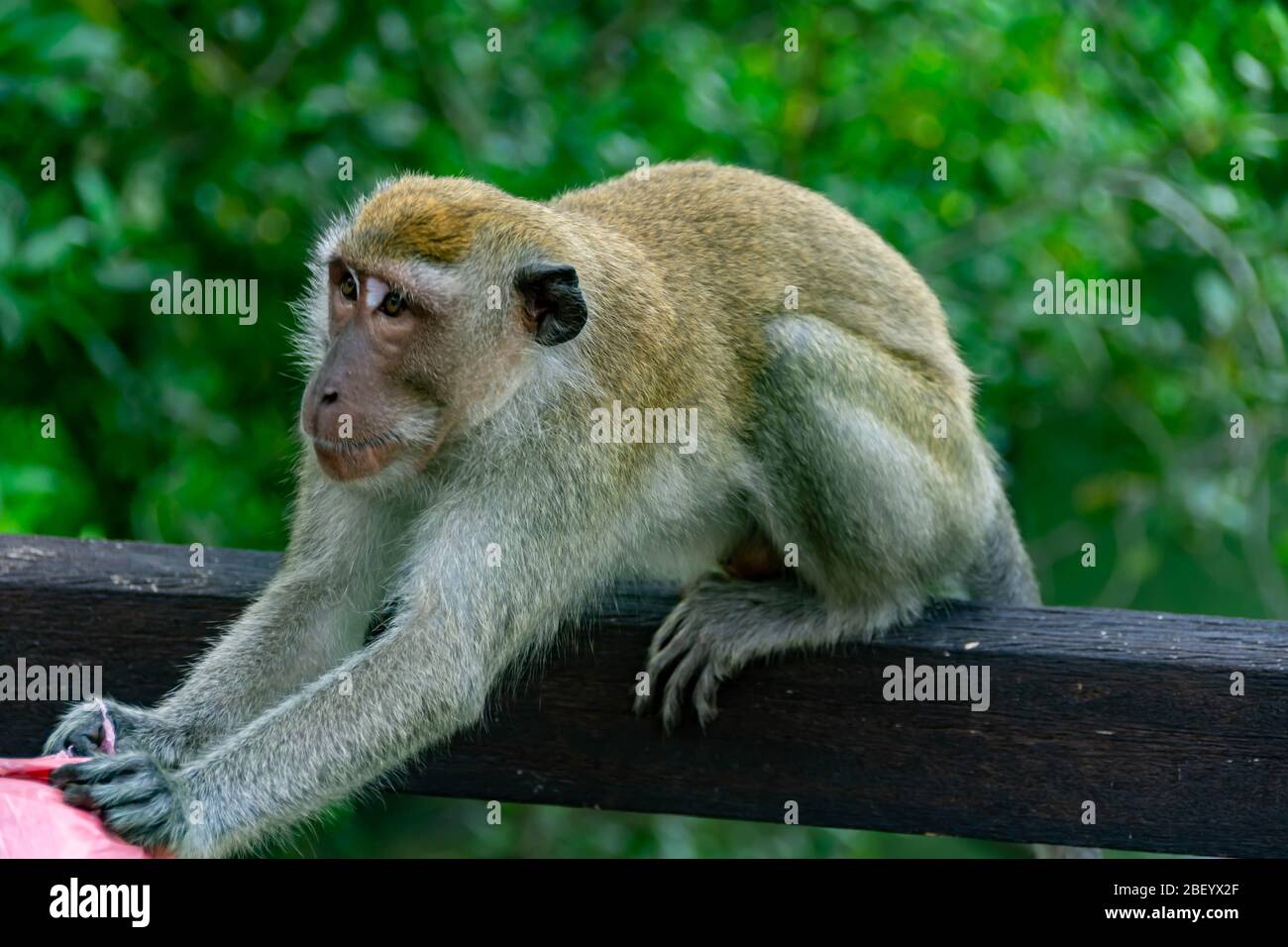 Horizontal full length close up photo of an angry Long tailed macaque ...