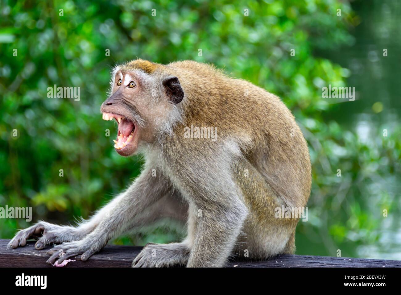 Horizontal full length close up photo of an angry Long tailed macaque ...