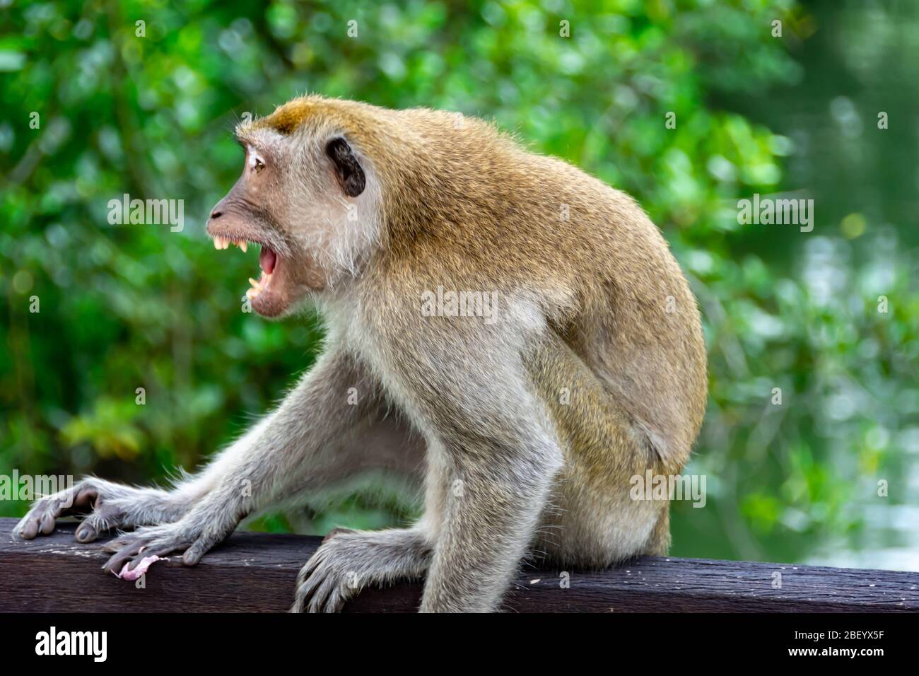 Horizontal full length close up photo of an angry Long tailed macaque ...