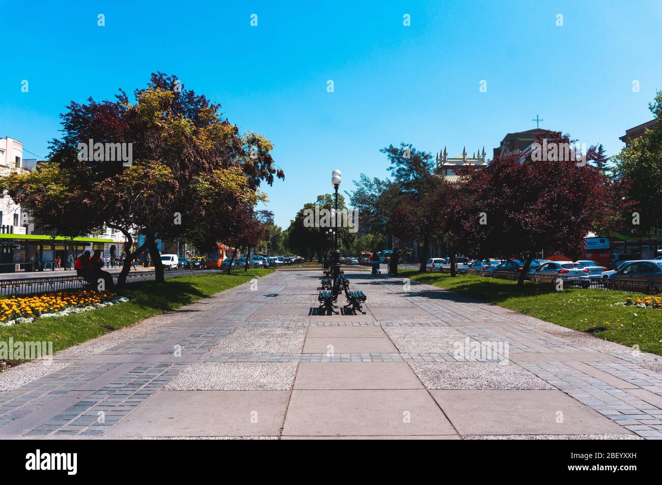 Arboles de chile hi-res stock photography and images - Alamy