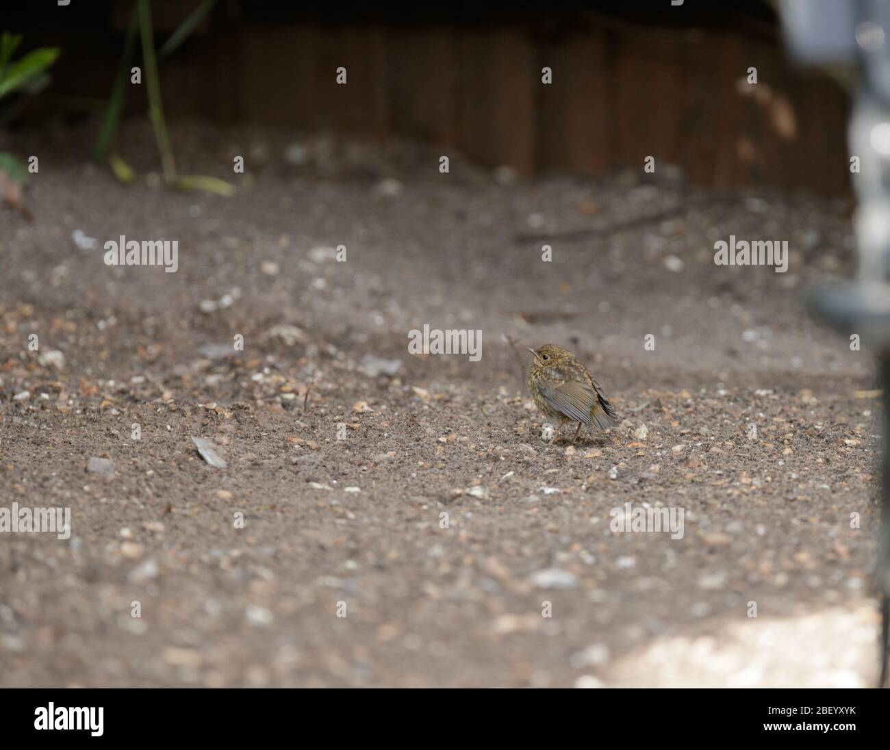 Baby robin camouflaged against garden soil in UK Stock Photo - Alamy