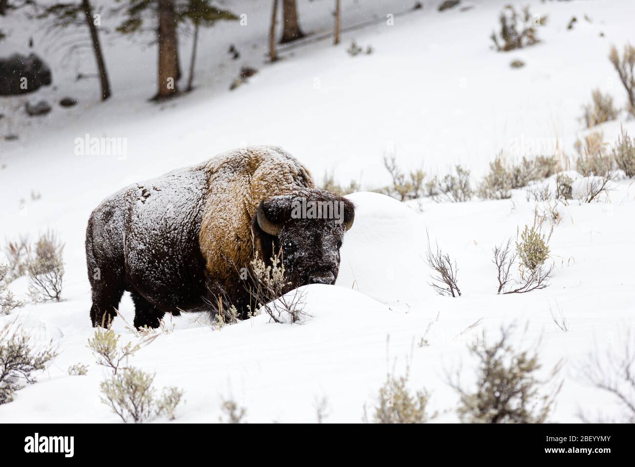 American bison in Yellowstone National Park Montana USA Stock Photo - Alamy