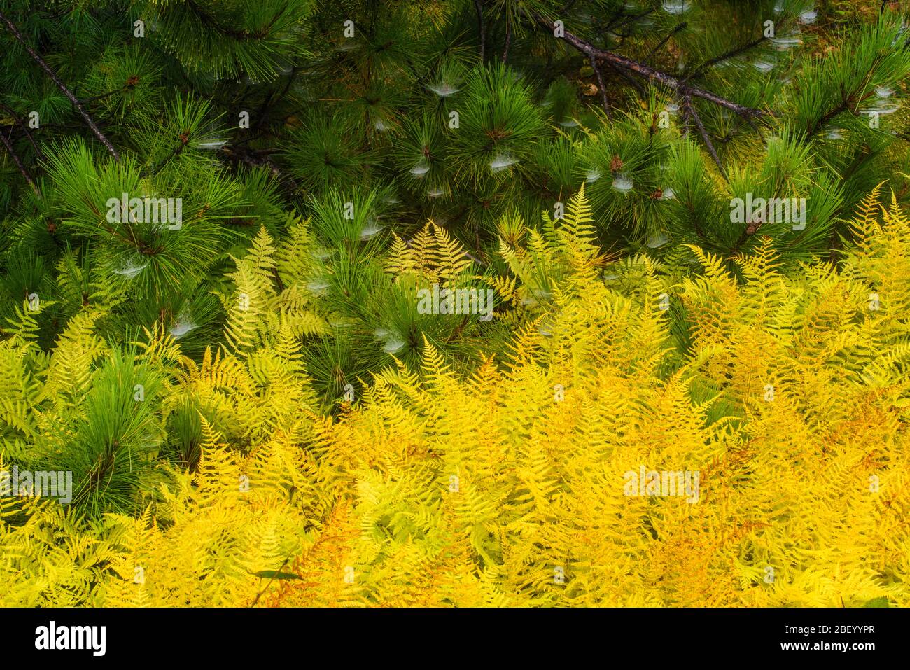 Late summer/autumn hay-scented fern with red pine and bowl and doily ...