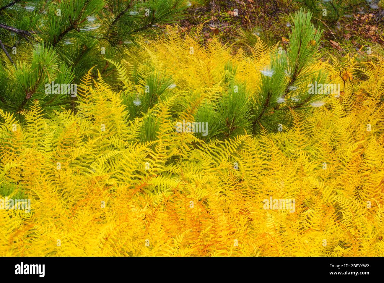 Spider fern hi-res stock photography and images - Alamy