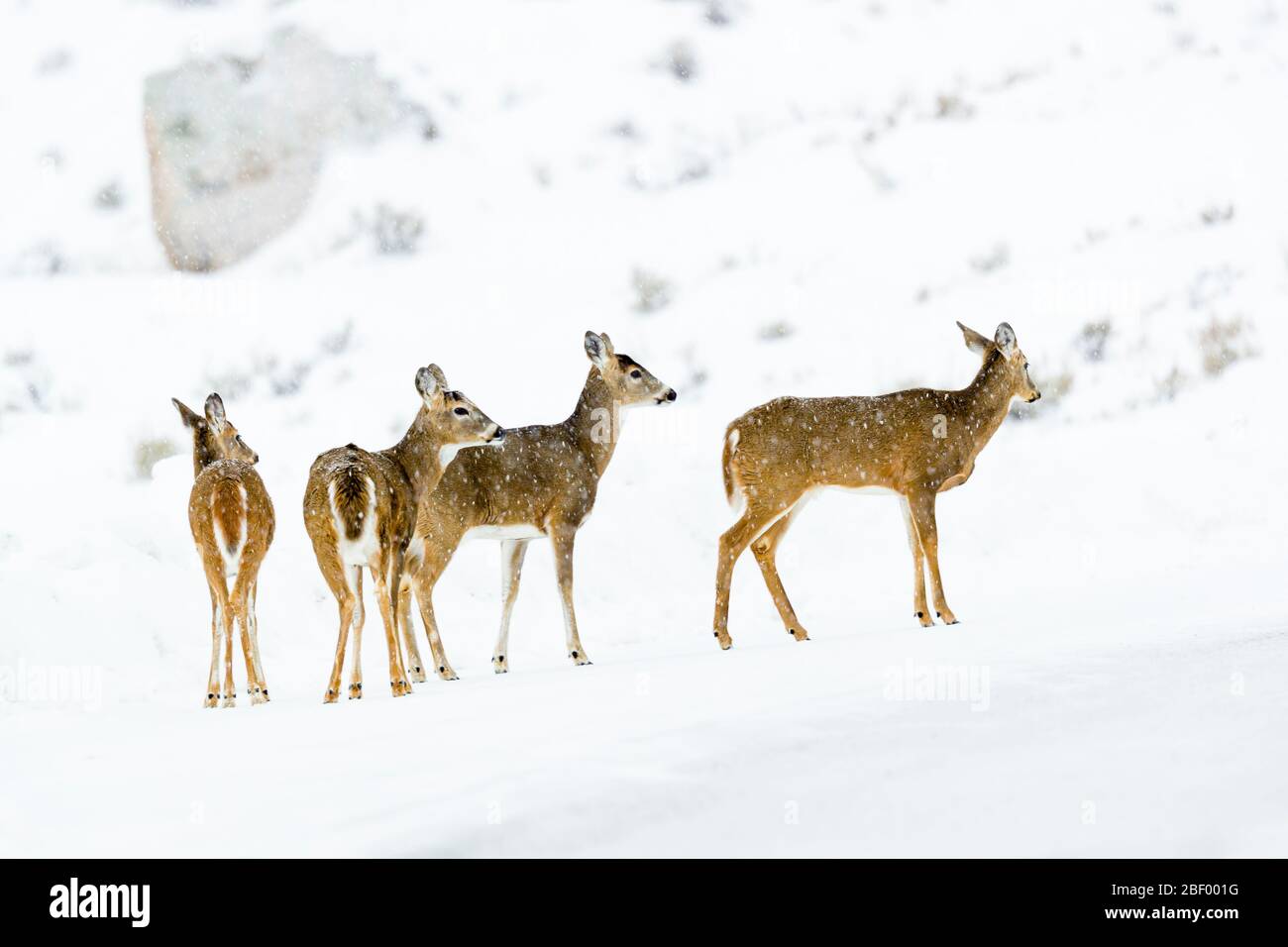 White-tailed deer in Yellowstone National Park Montana USA Stock Photo ...
