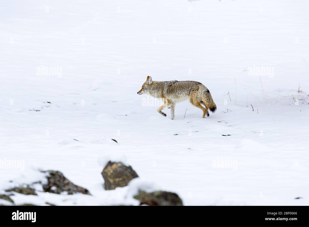 Yellowstone predator hi-res stock photography and images - Alamy
