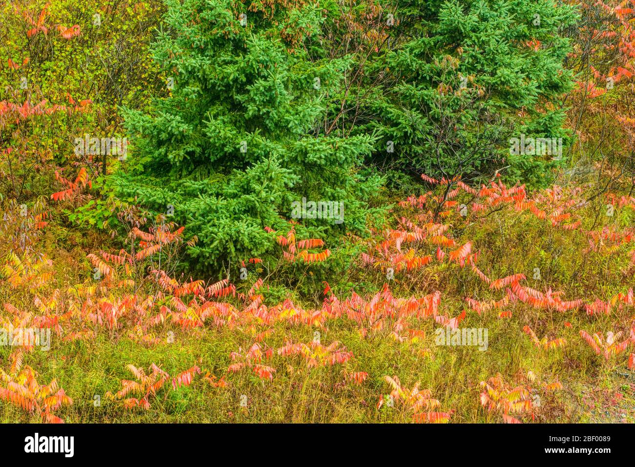 Autumn sumac shrubs, Greater Sudbury, Ontario, Canada Stock Photo - Alamy