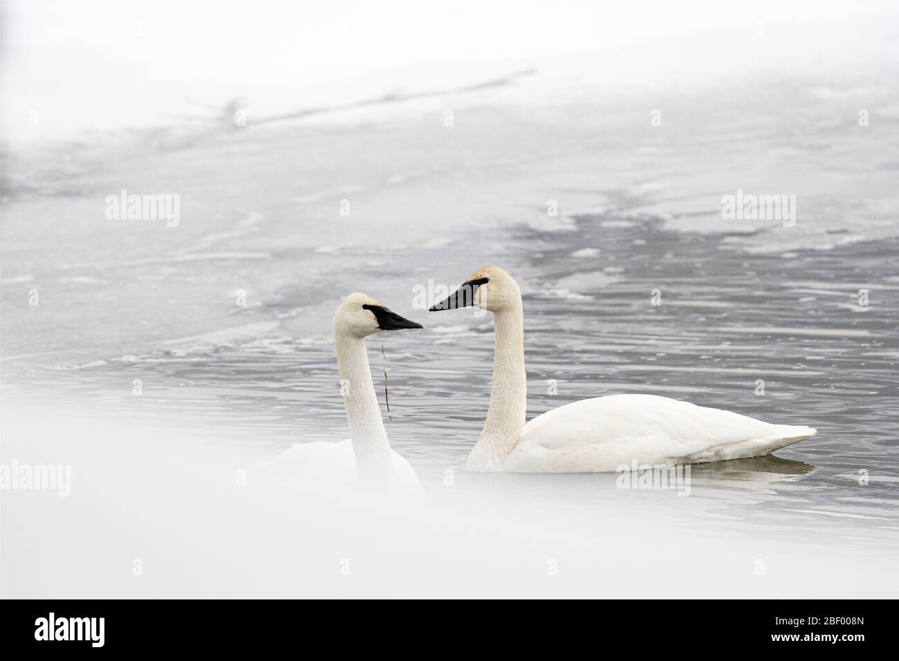 Trumpeter swan in Yellowstone National Park Montana USA Stock Photo - Alamy