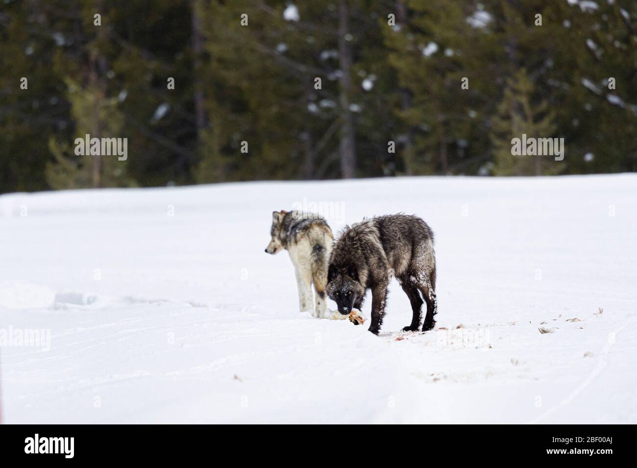 Wolf pack hi-res stock photography and images - Alamy