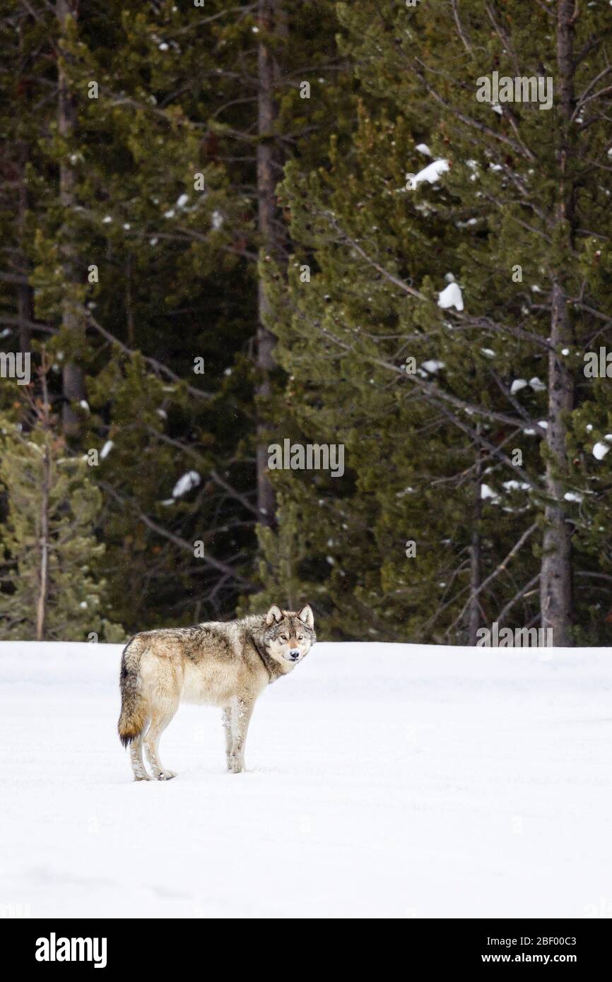 Biggest Wolf Pack In Yellowstone at Rita Skelley blog