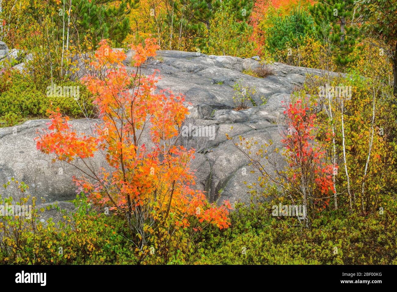 Rock maple tree hi-res stock photography and images - Alamy