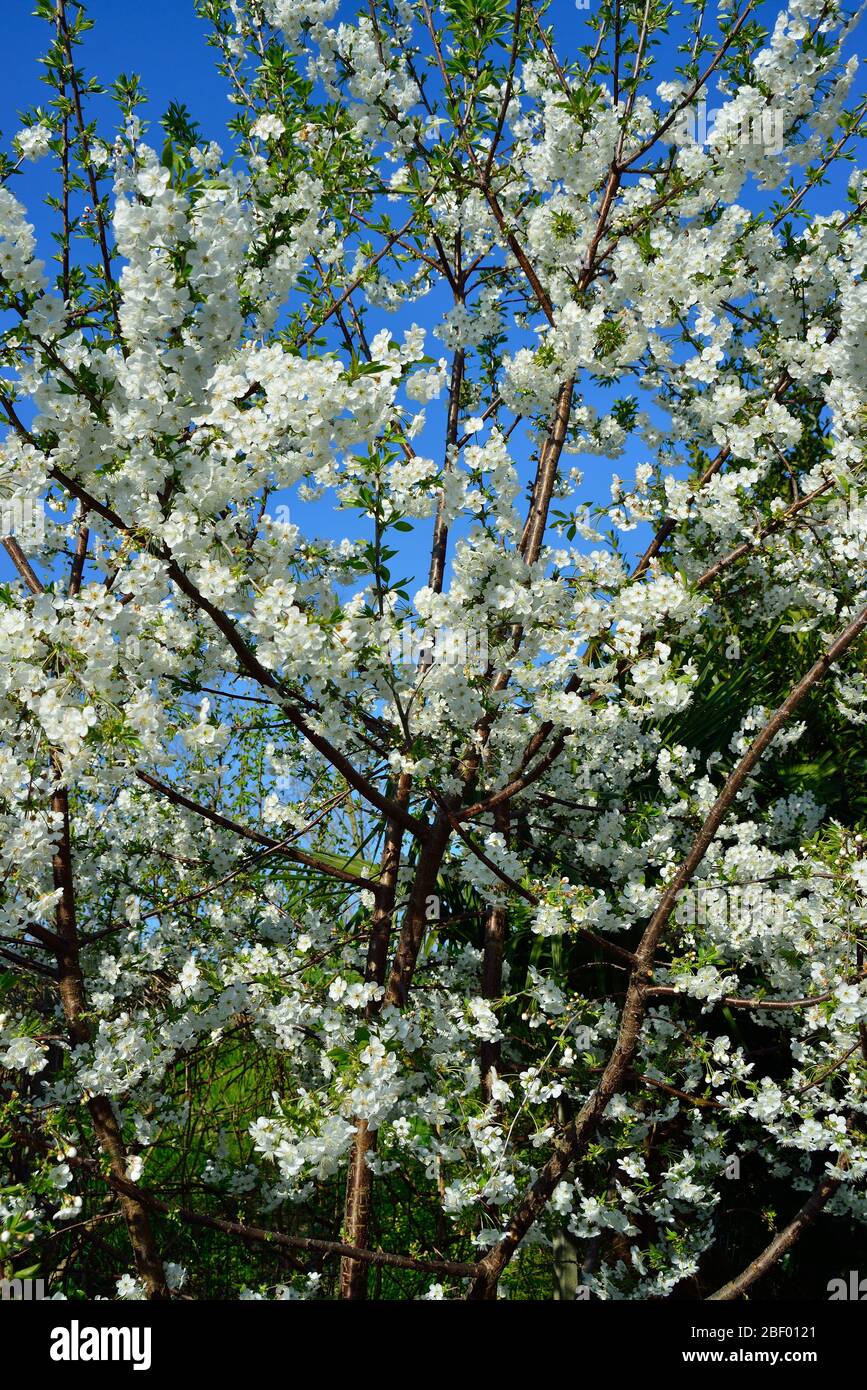 Morello cherry tree hi-res stock photography and images - Alamy