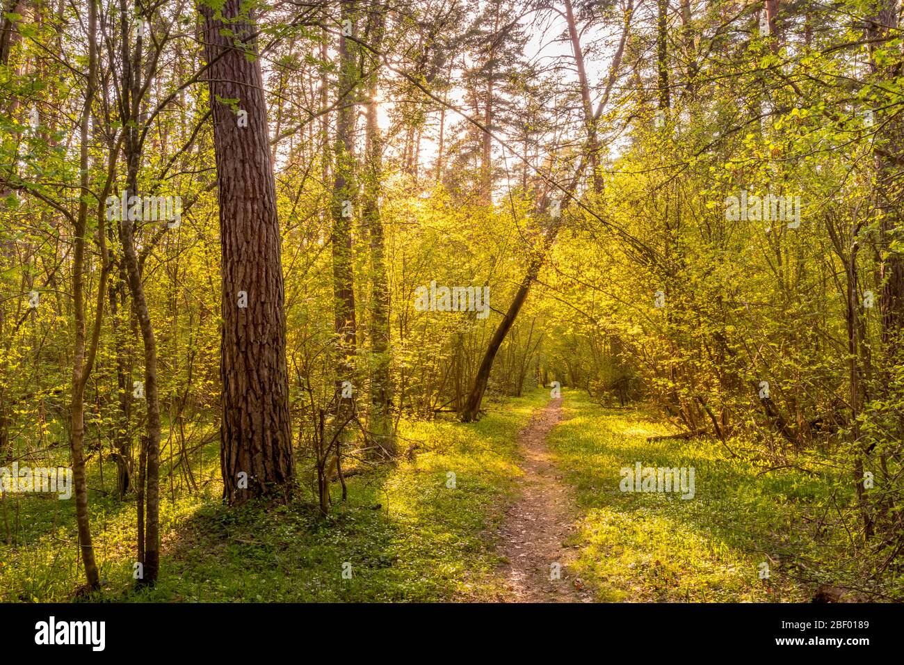 Scene of beautiful sunset or sunrise at spring-summer pine forest with ...