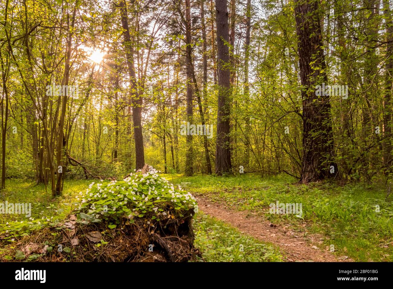 Sunlightsunbeam hi-res stock photography and images - Alamy
