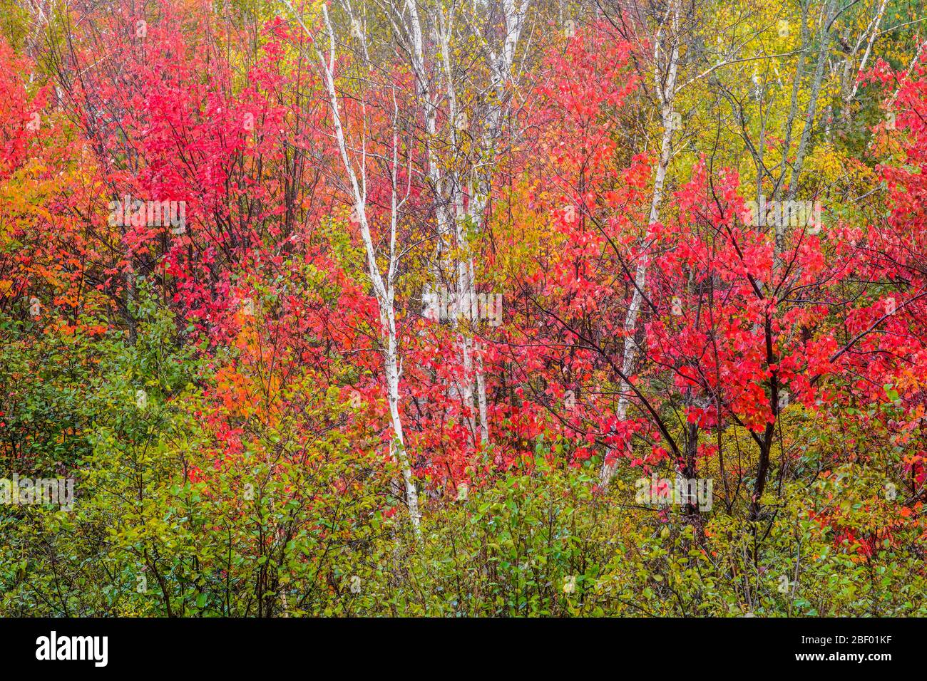 Canadian maple trees hi-res stock photography and images - Alamy