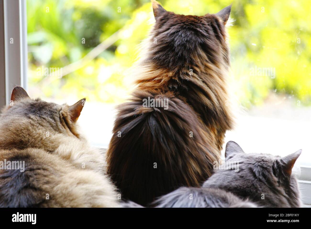 Three Cats Looking Outside Stock Photo - Alamy