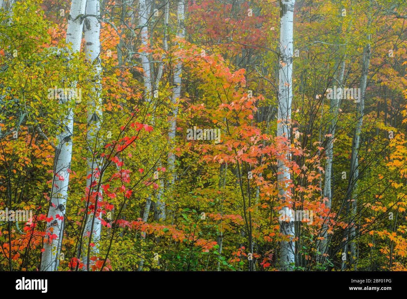 Autumn maple foliage and aspen tree trunks, Greater Sudbury, Ontario ...