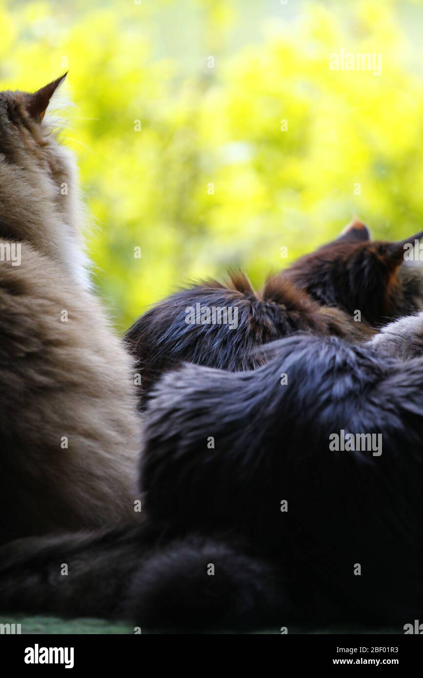 Three Cats Looking Outside Stock Photo - Alamy