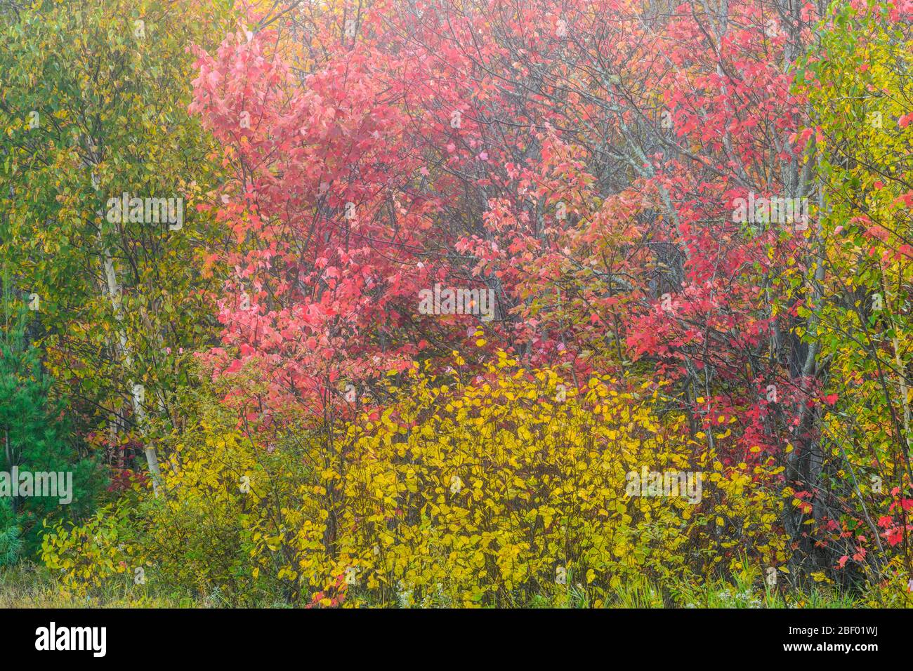 Canada maple nobody forest hi-res stock photography and images - Alamy