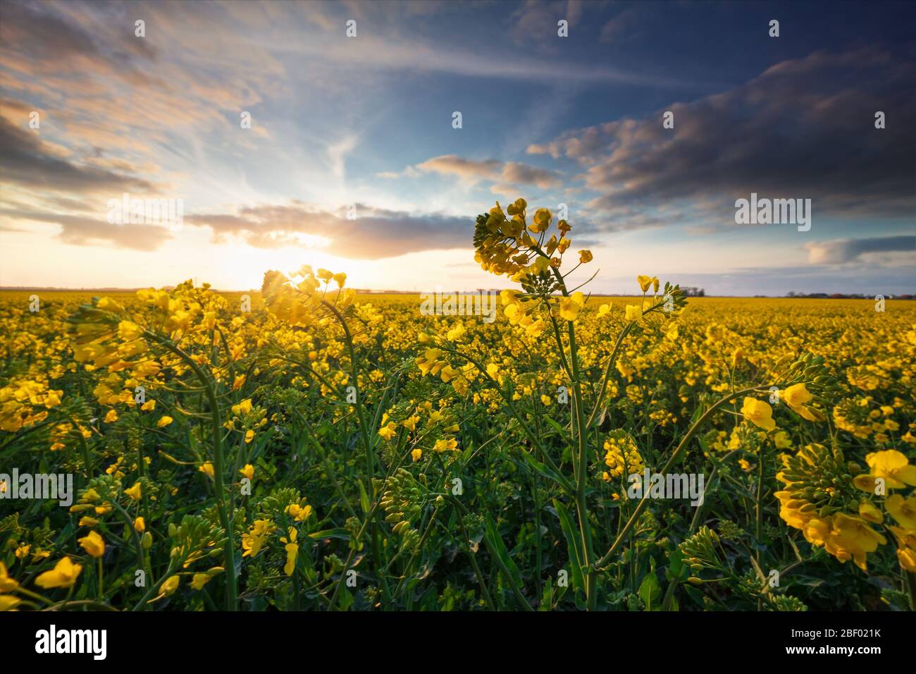 sunshine over rapeseen yellow field before sunset Stock Photo - Alamy
