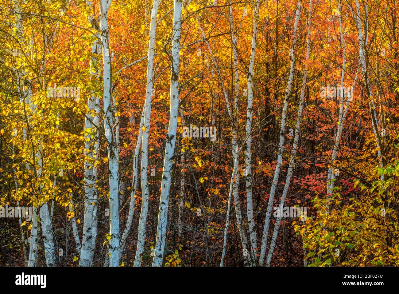 Birch tree trunks and red maple in autumn, Greater Sudbury, Ontario ...
