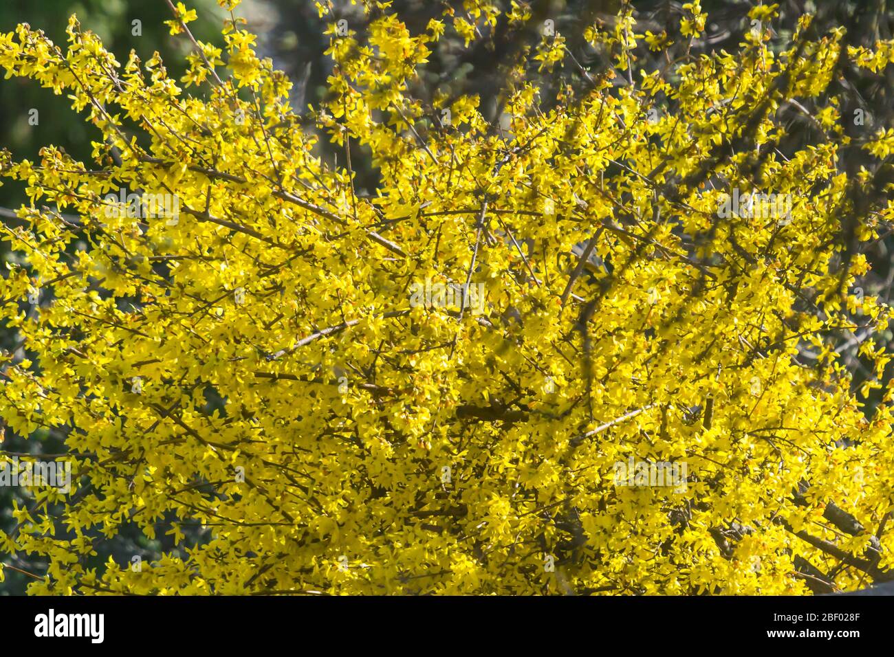 yellow flowers in spring season Stock Photo - Alamy