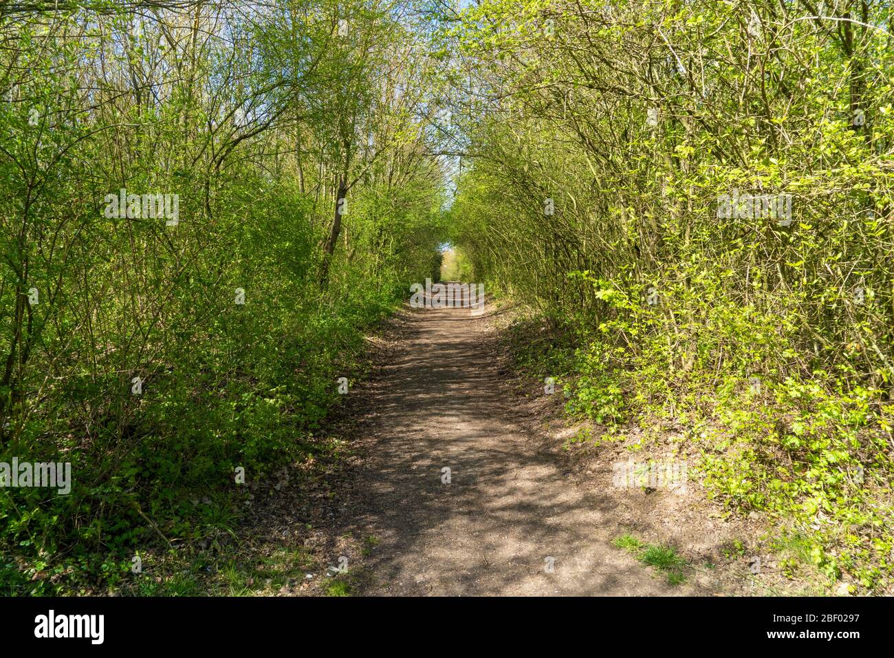 Woodland Path in spring time with overhanging trees Stock Photo - Alamy
