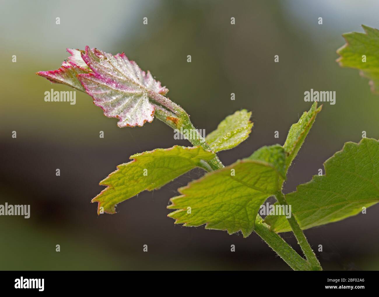 Vinesprout hi-res stock photography and images - Alamy