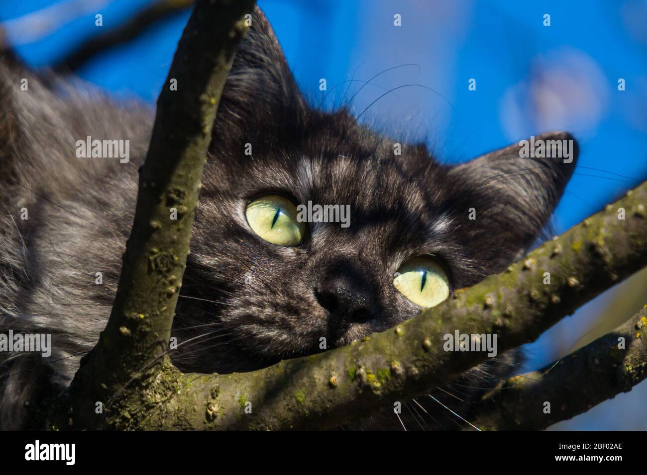 cat with beautiful eyes in the tree Stock Photo - Alamy