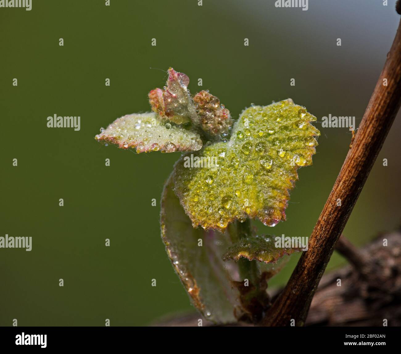 Vine sprouts in spring Stock Photo - Alamy