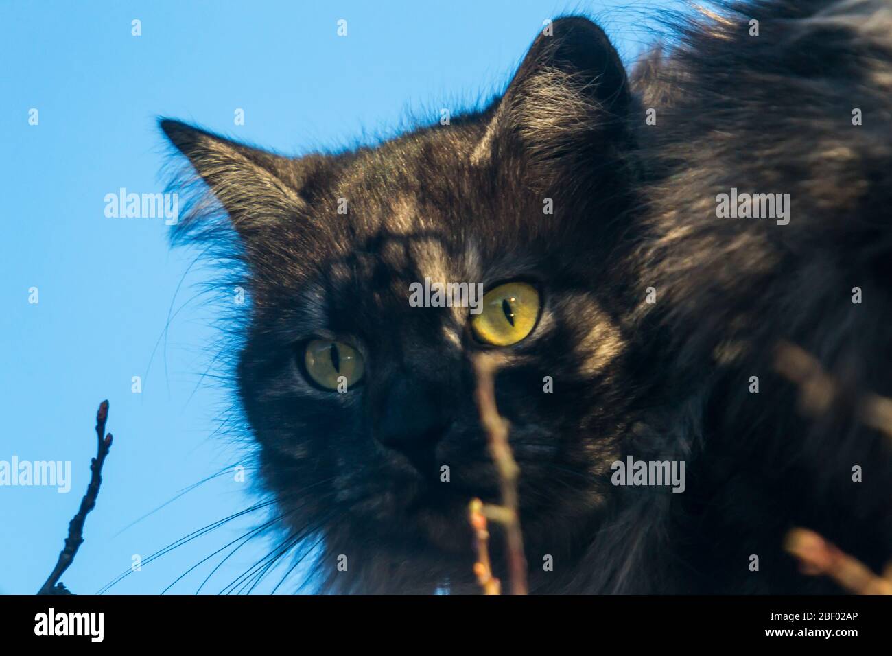 cat with beautiful eyes in the tree Stock Photo - Alamy