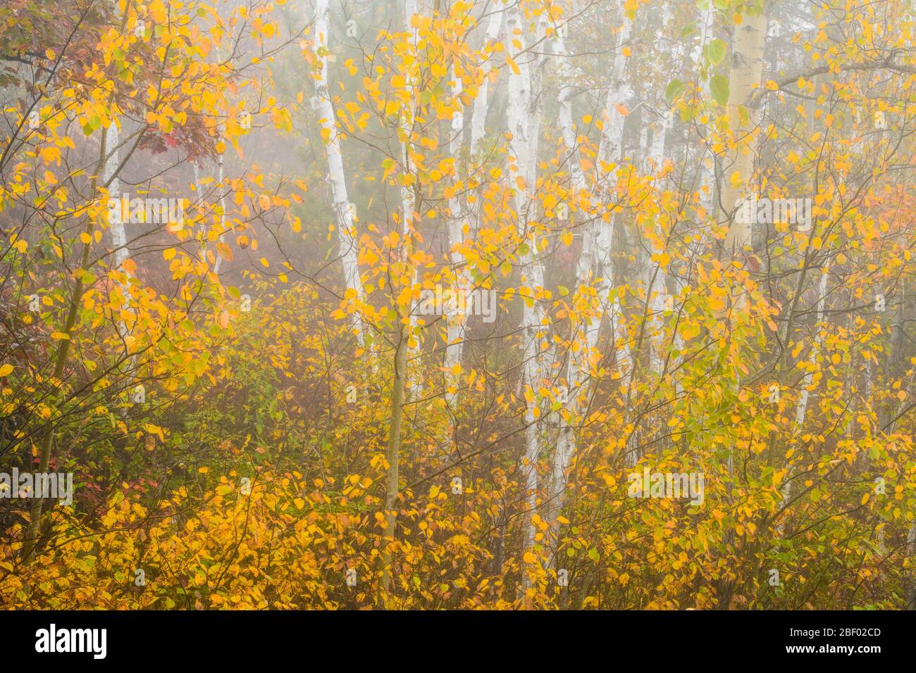 Aspen tree trunks in autumn with understory shrubs, Greater Sudbury ...