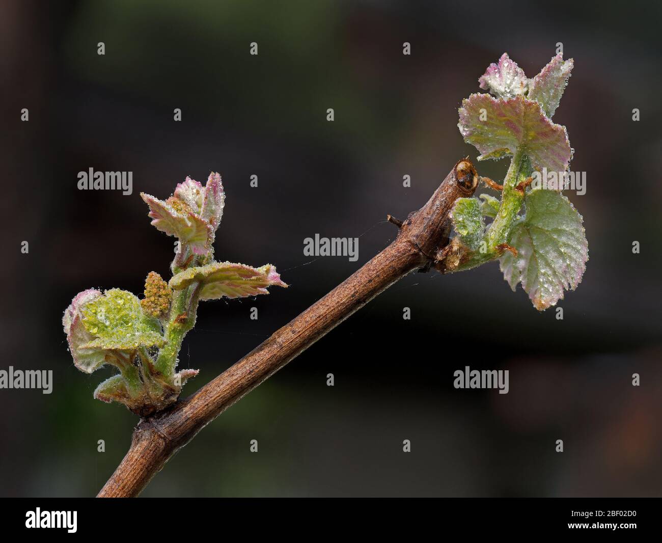 Vine sprouts in spring Stock Photo - Alamy