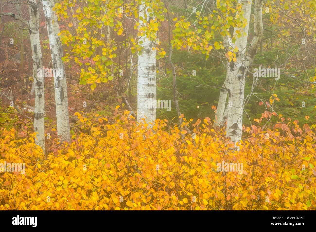 Shrubs and forests hi-res stock photography and images - Alamy