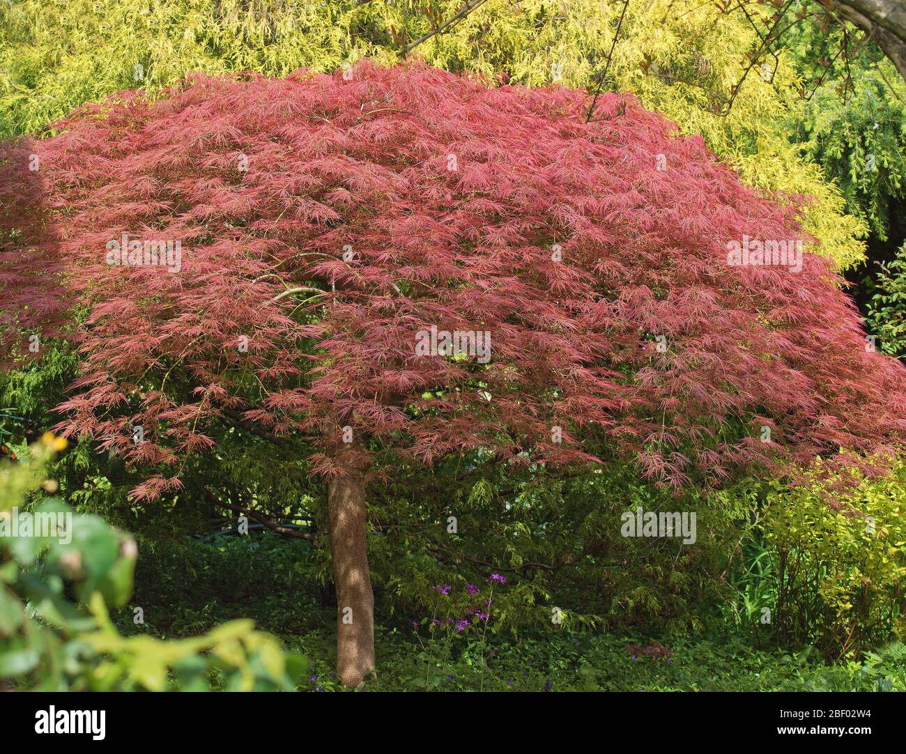 Plant of red Japanese acer Stock Photo - Alamy