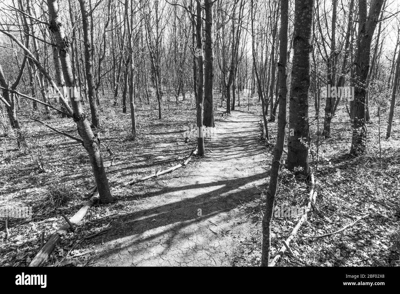 Overhanging foliage Black and White Stock Photos & Images - Alamy