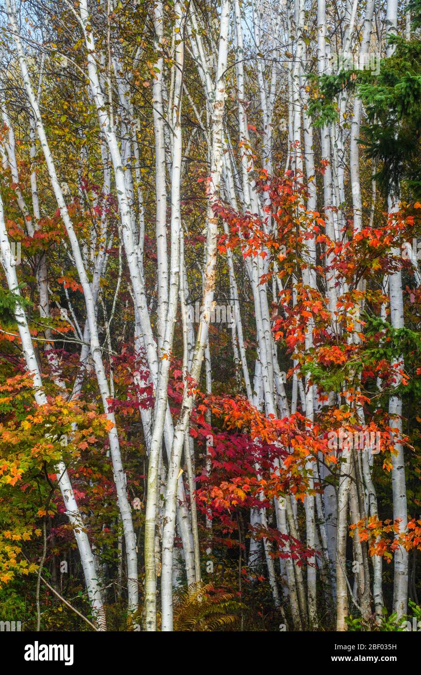 Birch tree trunks with autumn red maple in understory, Greater Sudbury ...
