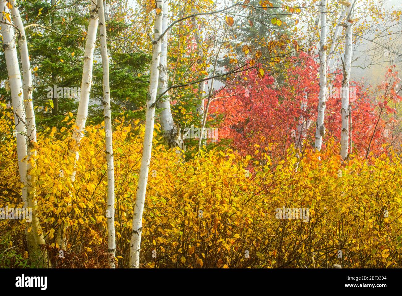 Birch tree trunks with autumn foliage in red maple and understory shrub ...