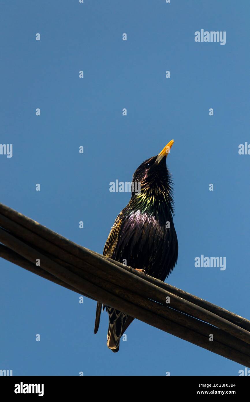 On an electric cable hi-res stock photography and images - Alamy