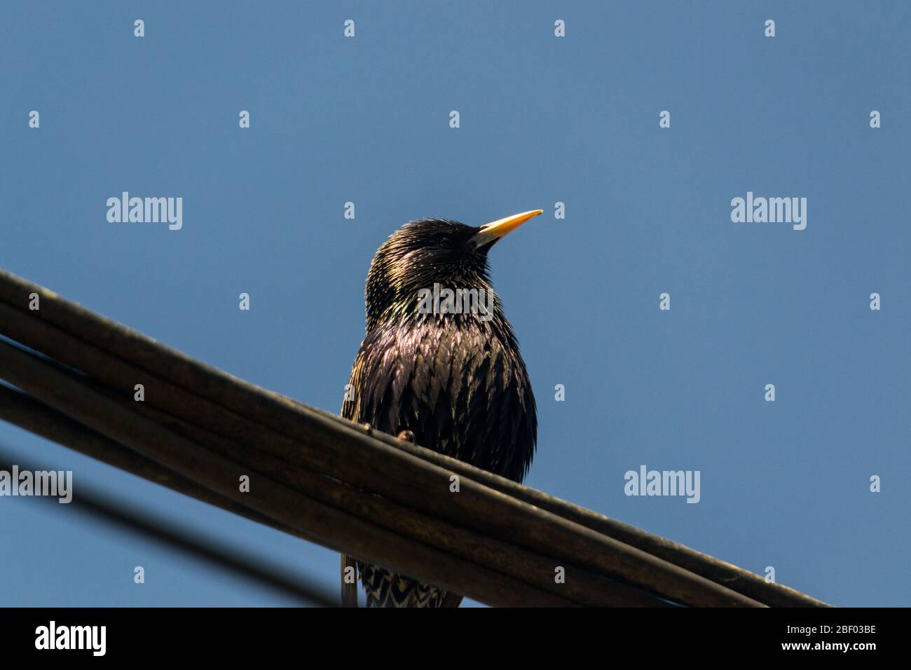 starling on the electric cable Stock Photo - Alamy